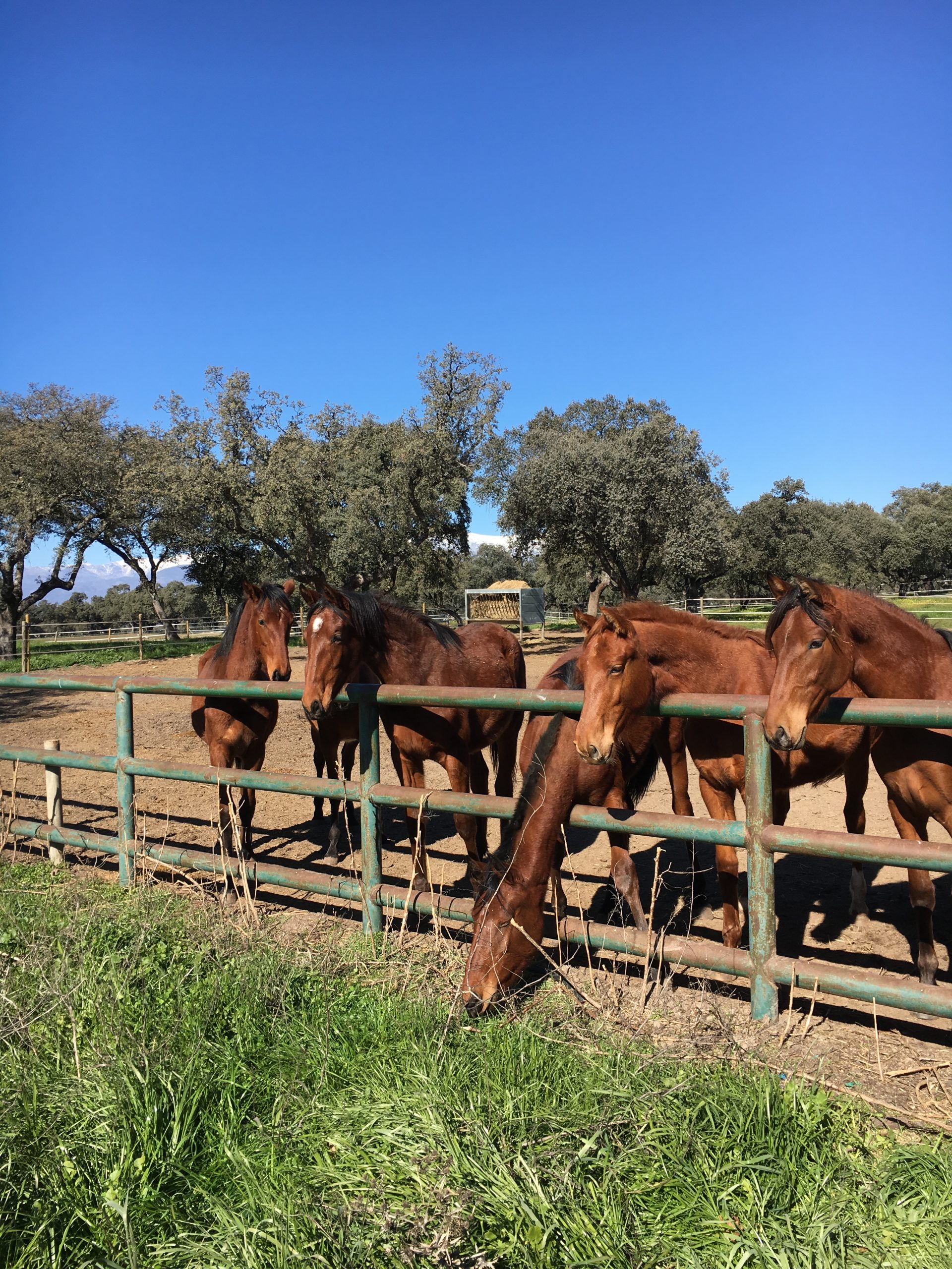 Cada potro a su tiempo - EquiTrainVET
